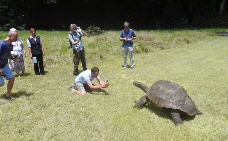 The Oldest Tortoise Ever Lived – A Record-Breaking Lifespan – Reptilekingz