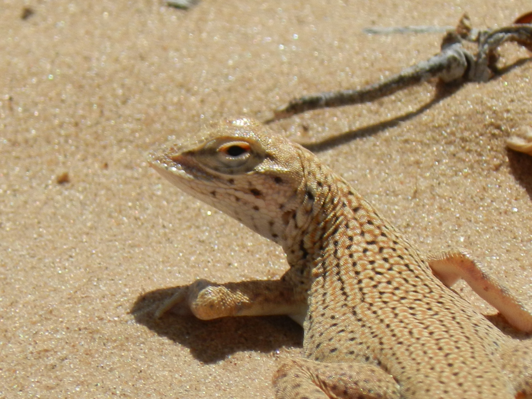 The Fastest Lizard in the World – It’s Built for Speed – Reptilekingz