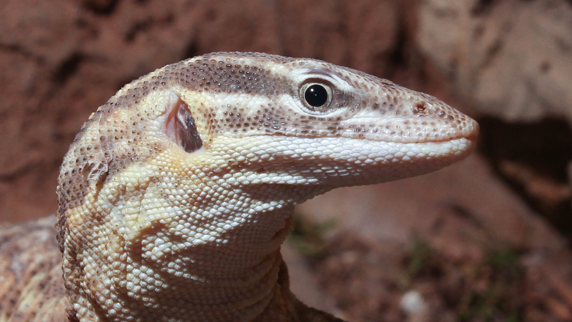 The Best Lizard Species for Beginner Pet Owners – Reptilekingz