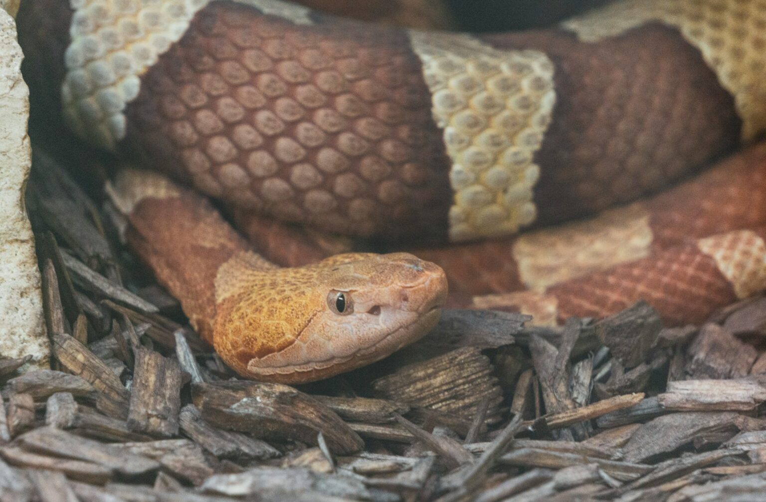 The Evolution of Venom in Snakes How It Has Changed Over Millions of ...