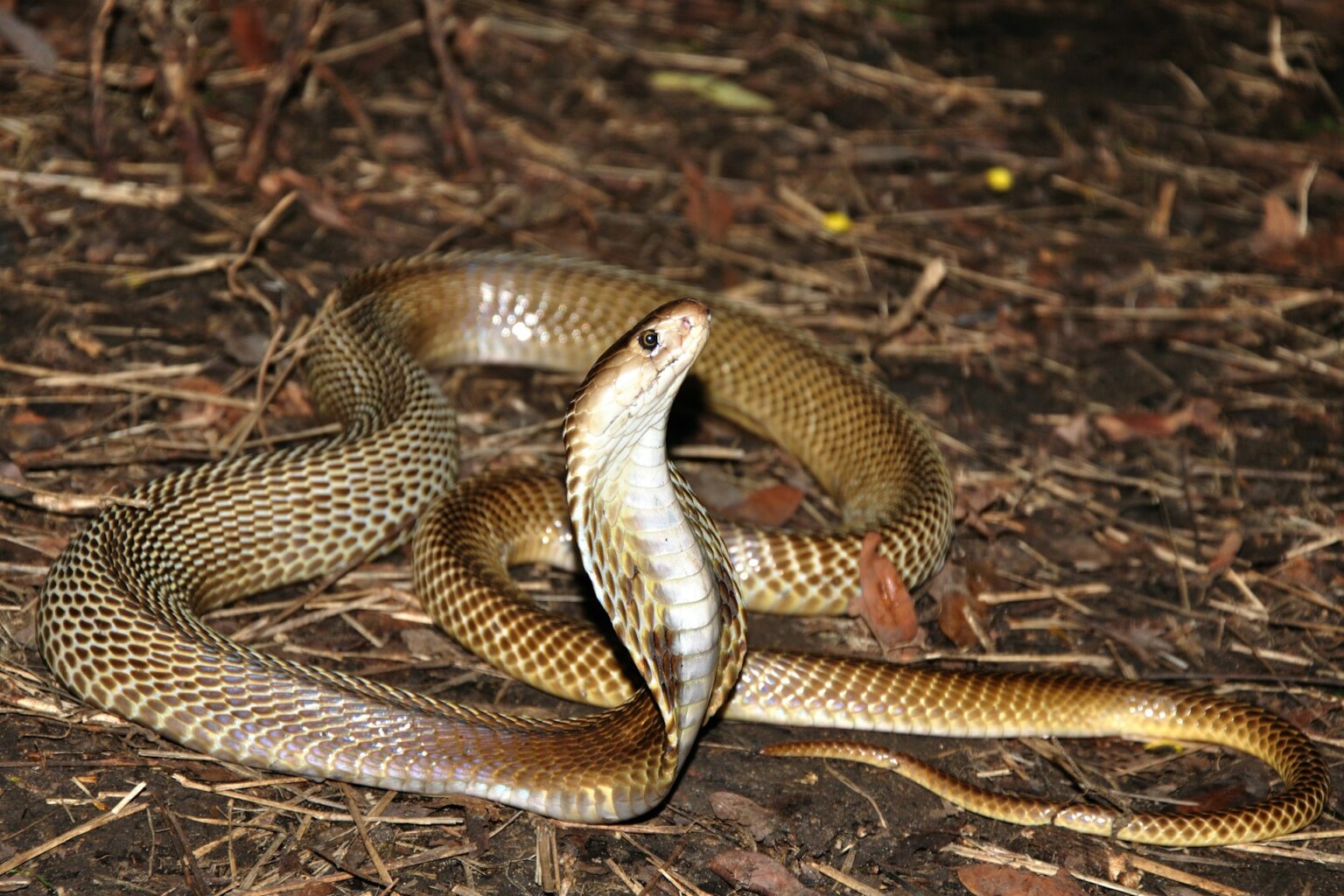 Why Some Snakes Have Hemotoxic Venom and Others Have Neurotoxic Venom ...