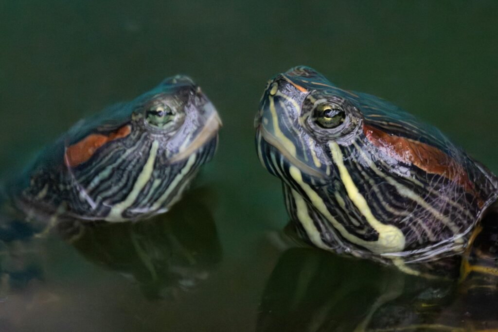 Why Some Turtles Are Born With Two Heads – Reptilekingz