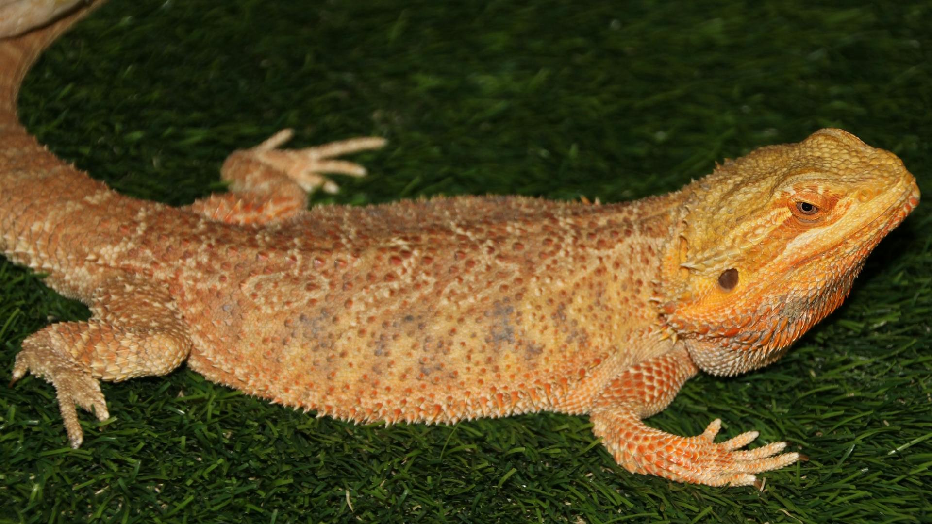 How to Bond with Your Bearded Dragon Through Gentle Handling – Reptilekingz