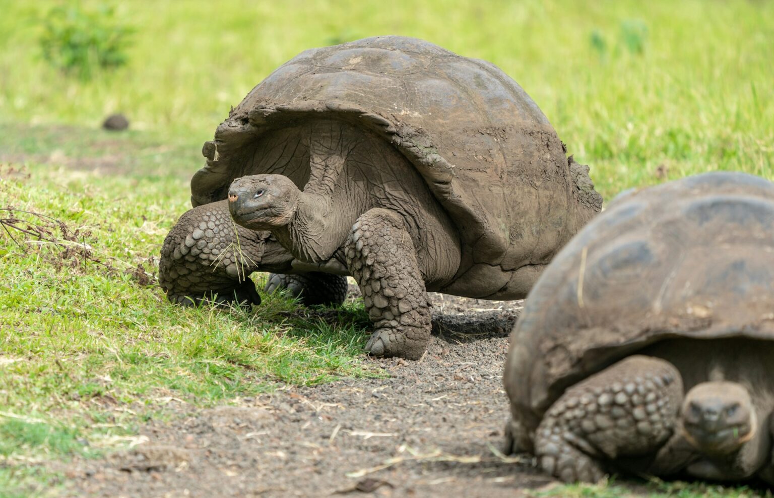The Role of Turtles in Ecosystems – Why They Matter – Reptilekingz