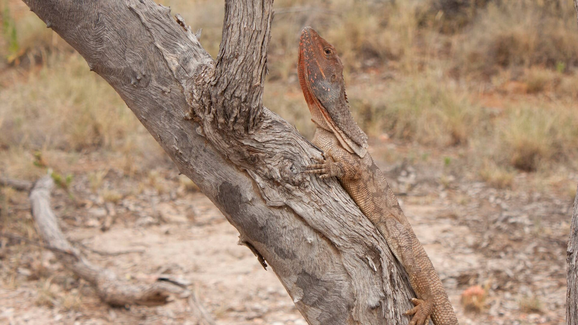 Why Some Lizards Have Frills Around Their Necks – Reptilekingz