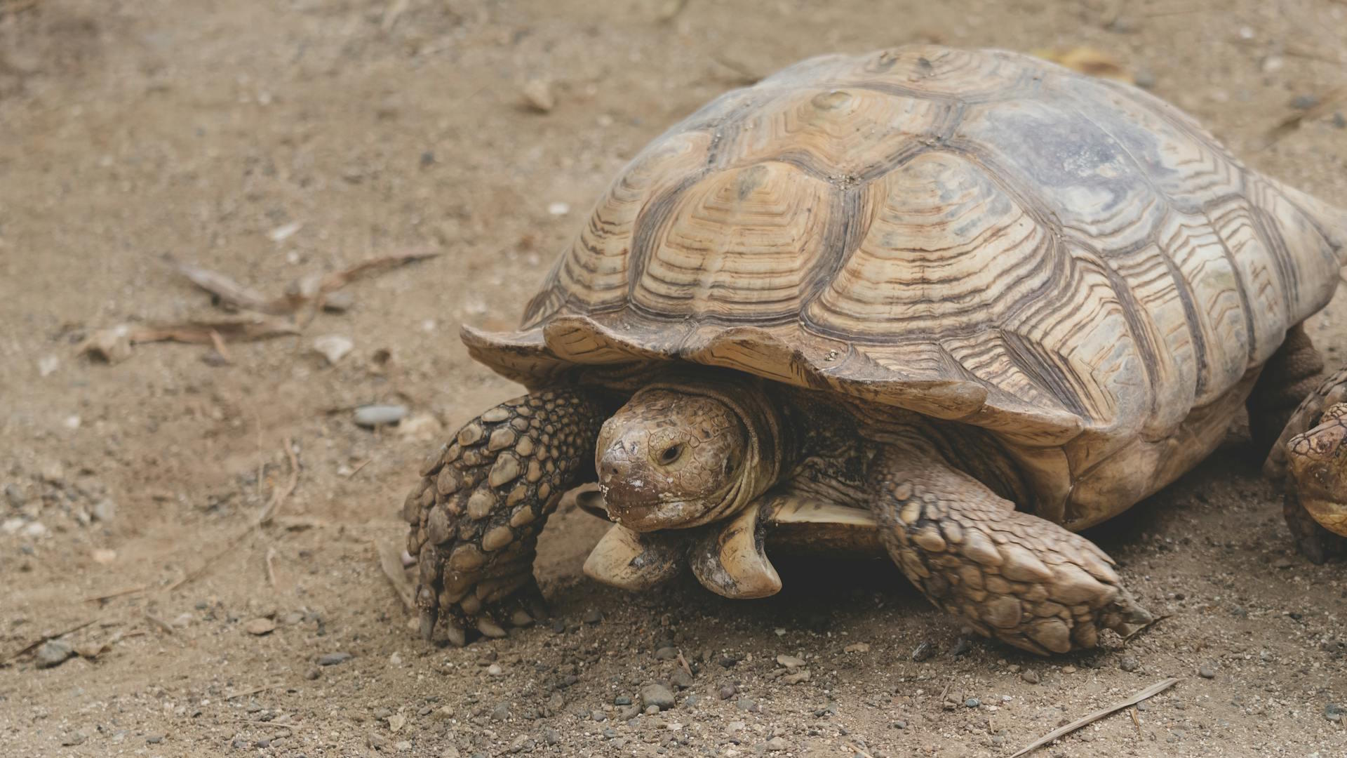 How Tortoises Use Their Strong Legs for Defense – Reptilekingz
