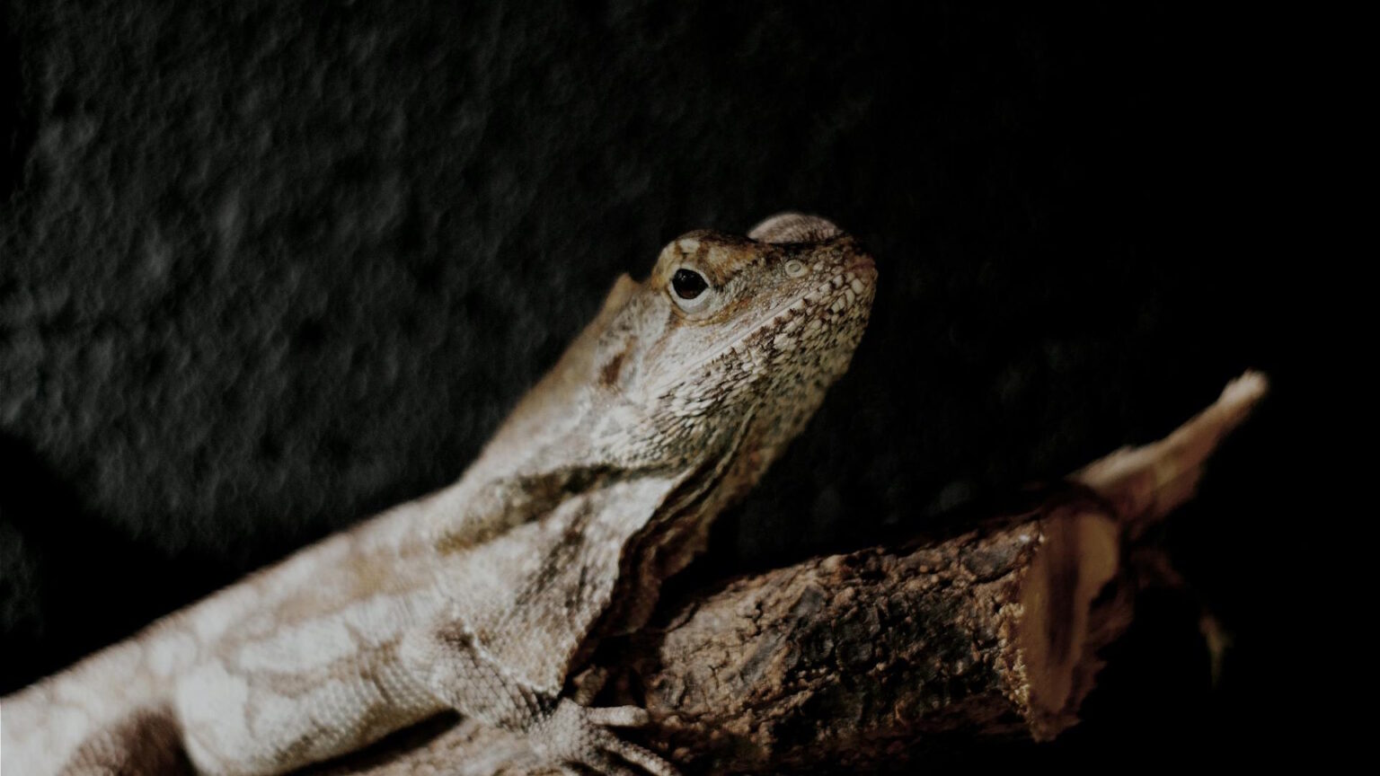 Why Some Lizards Can Regrow Their Tails and Others Can’t – Reptilekingz