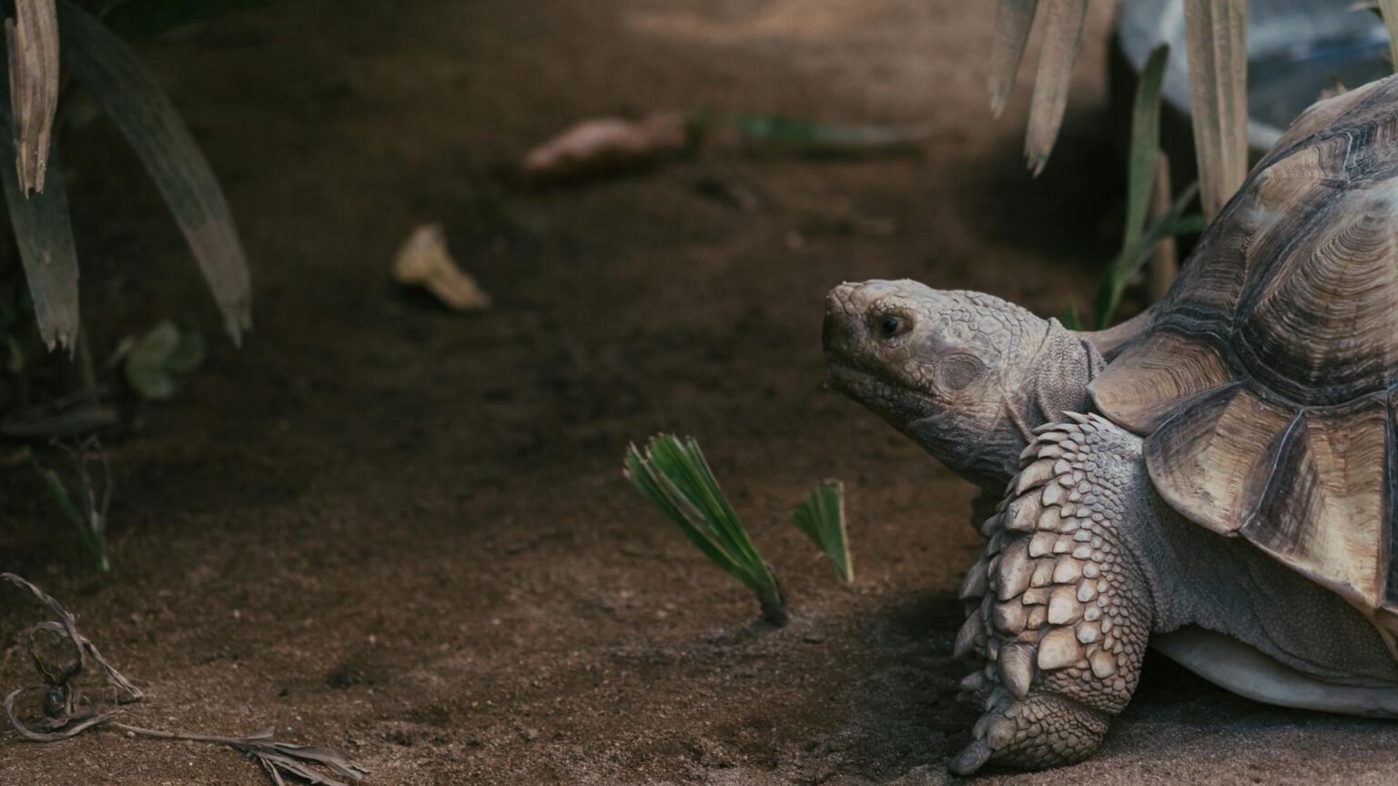 The Role of Turtles in Ecosystems – Why They Matter – Reptilekingz