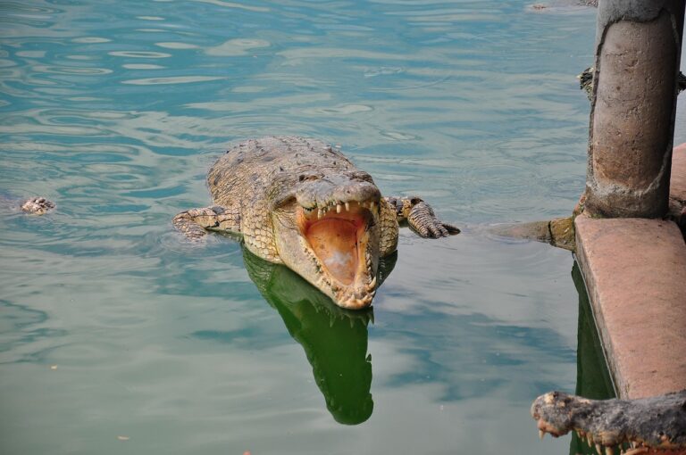 The Crocodile With the Strongest Bite Ever Recorded – Reptilekingz