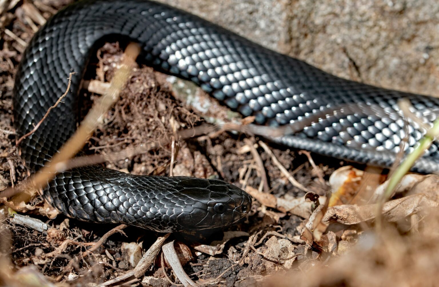 The Evolution of Venom in Snakes How It Has Changed Over Millions of ...