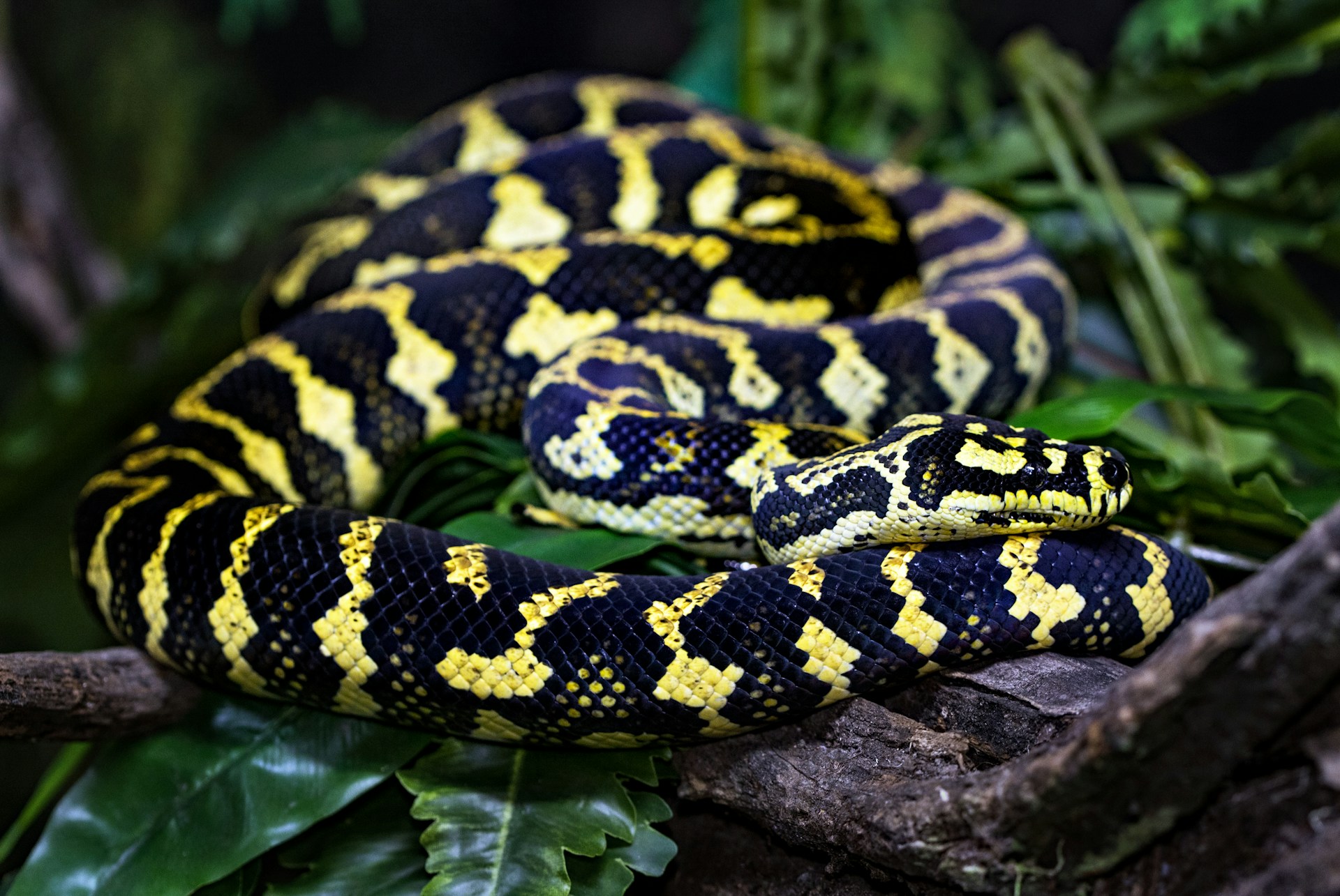 The Evolution of Venom in Snakes How It Has Changed Over Millions of ...