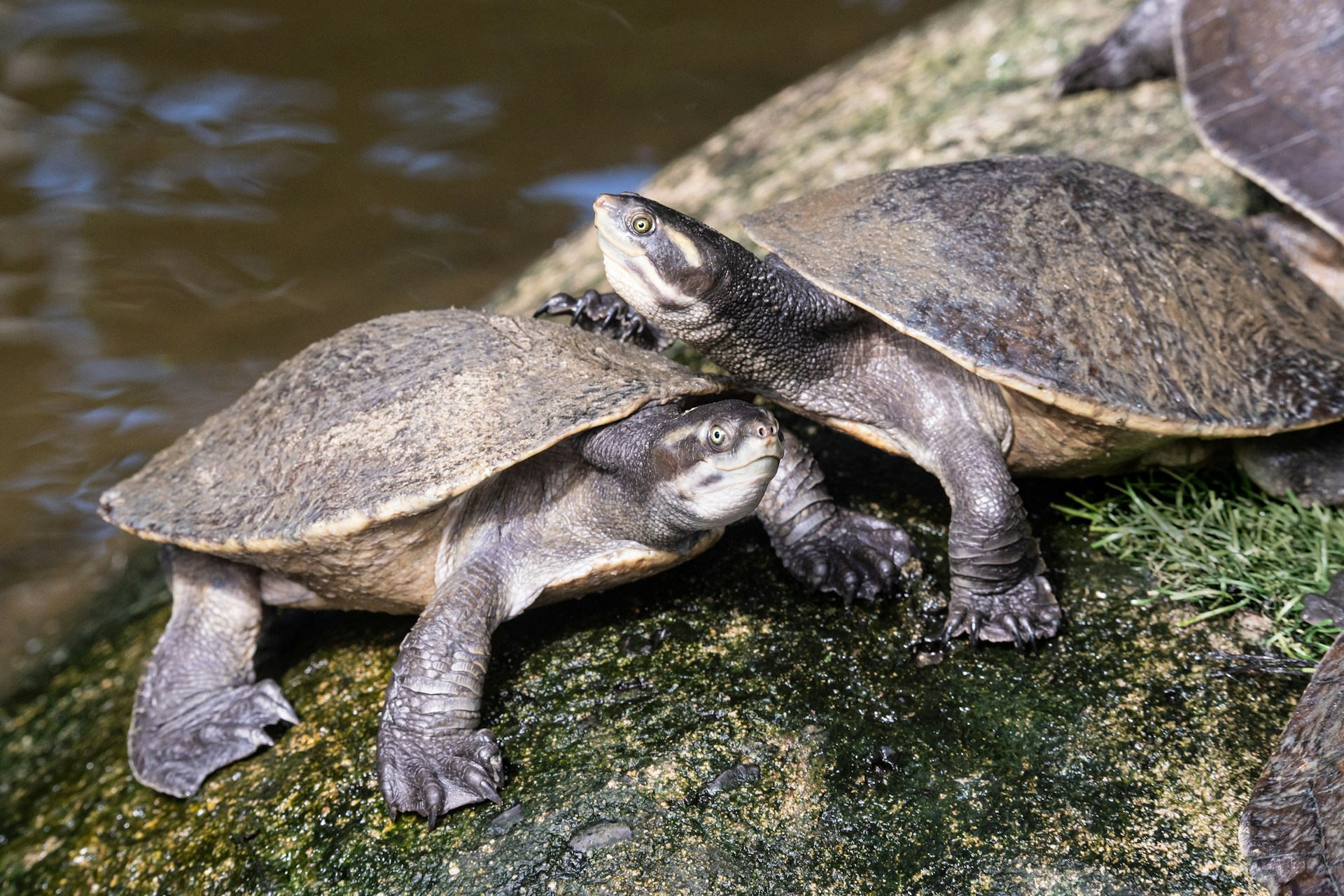 Why Some Turtles Are Born With Two Heads – Reptilekingz