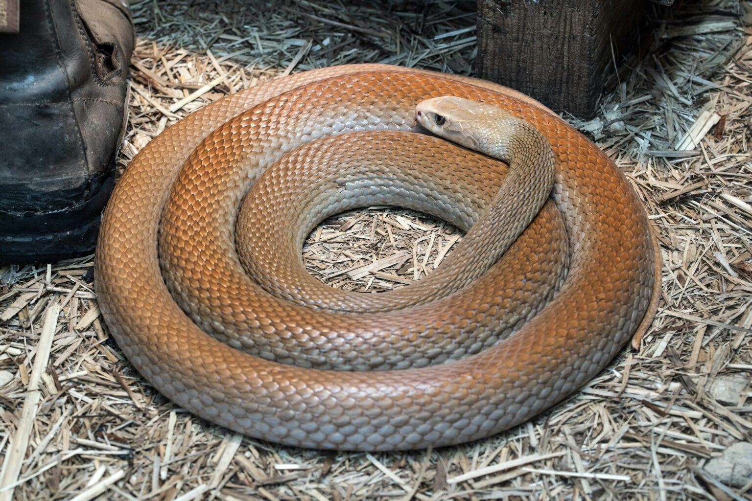The Evolution of Venom in Snakes How It Has Changed Over Millions of ...