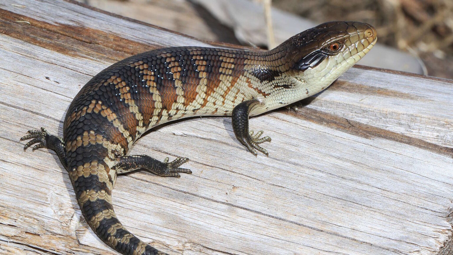 Why Some Lizards Have Blue Tongues – Reptilekingz