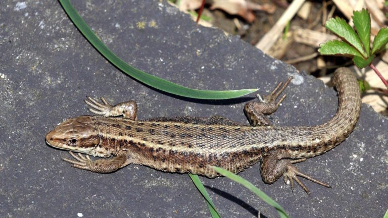 How Lizards Hibernate – The Science of Brumation – Reptilekingz