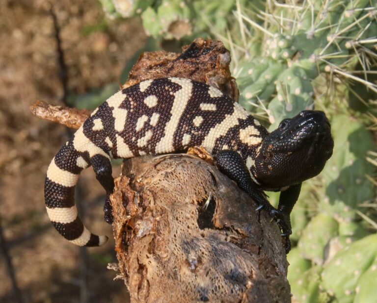 The Most Poisonous Lizards in the World – Rare but Deadly – Reptilekingz