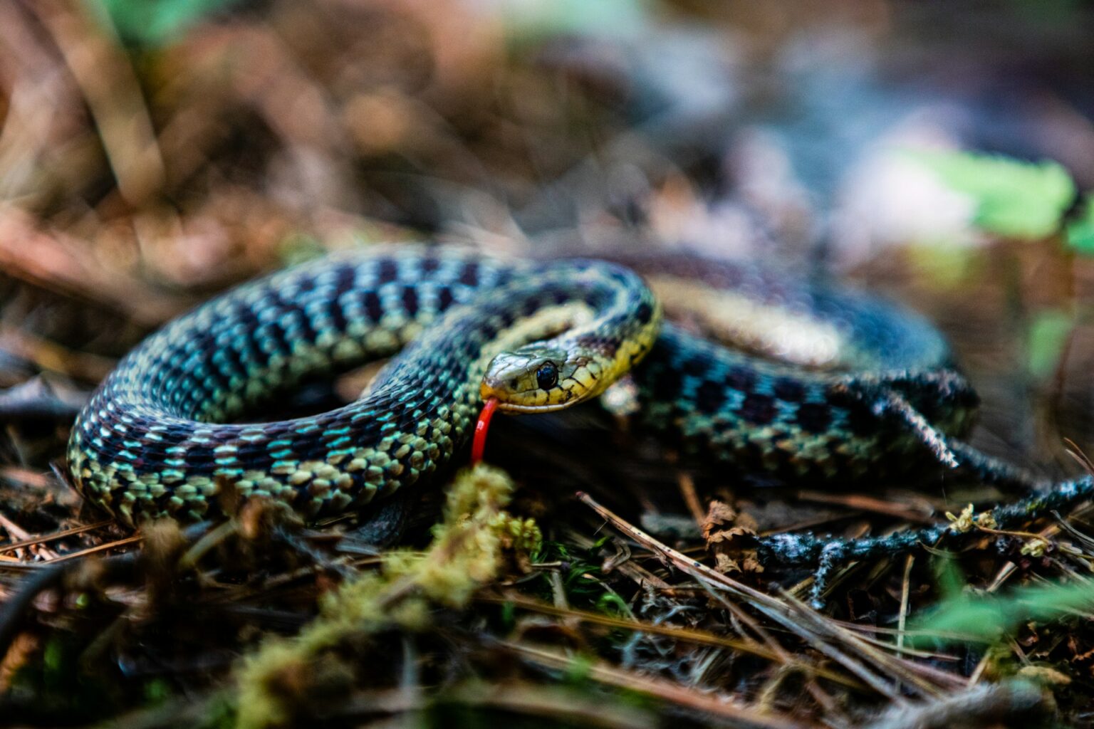 The Evolution of Venom in Snakes How It Has Changed Over Millions of ...