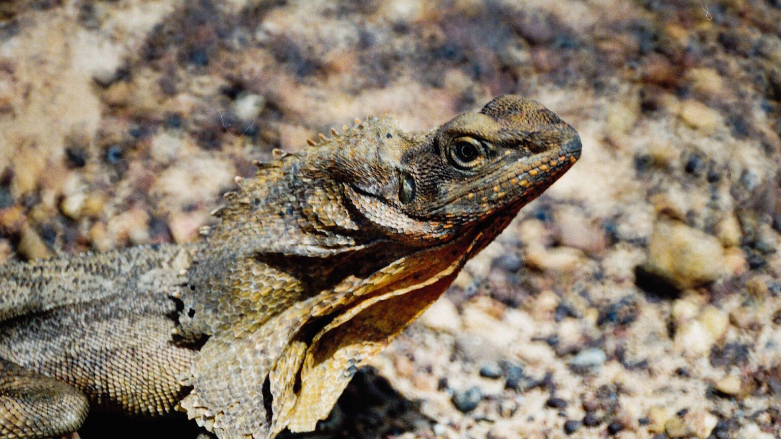Why Some Lizards Have Frills Around Their Necks – Reptilekingz