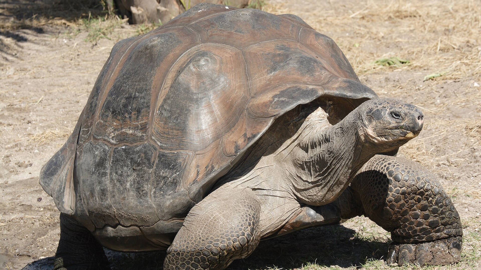 The Difference Between Turtles and Tortoises – More Than Just Shells ...