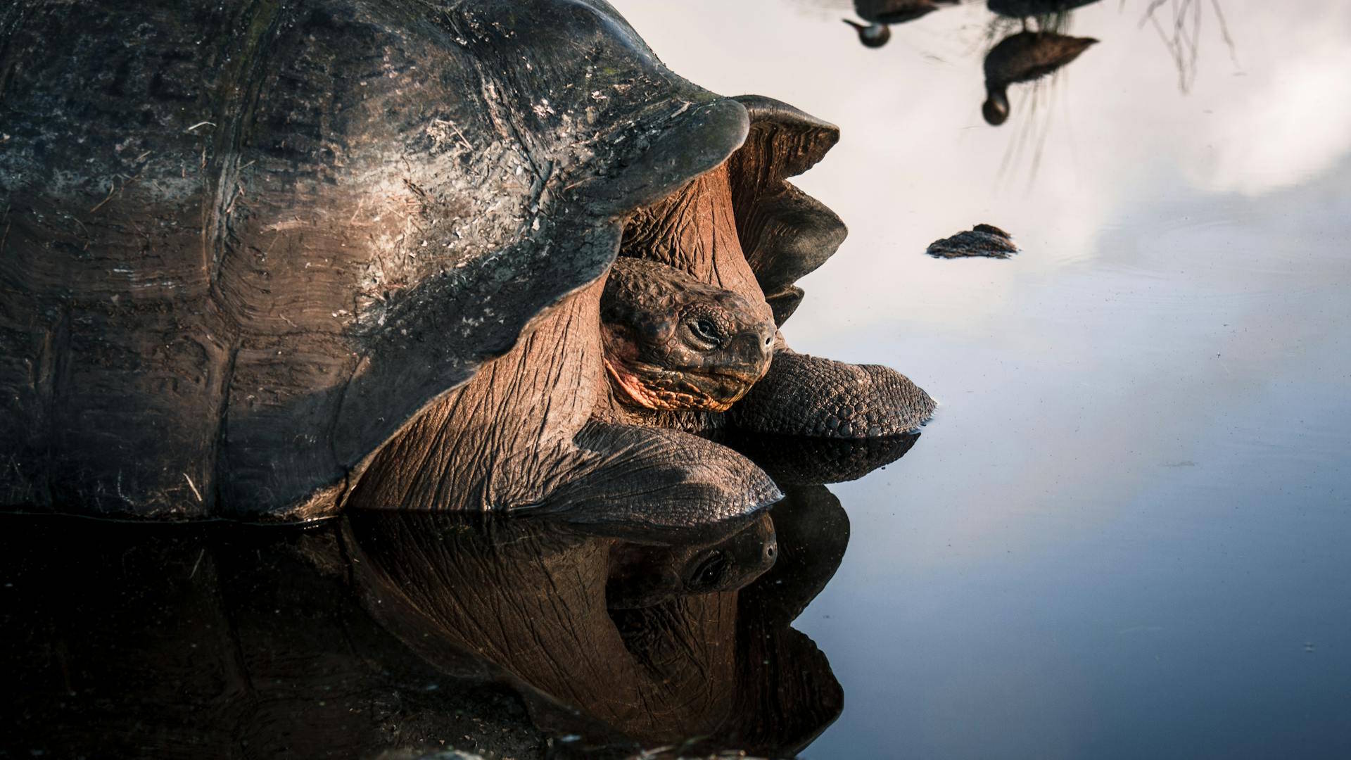How Tortoises Use Their Strong Legs for Defense – Reptilekingz
