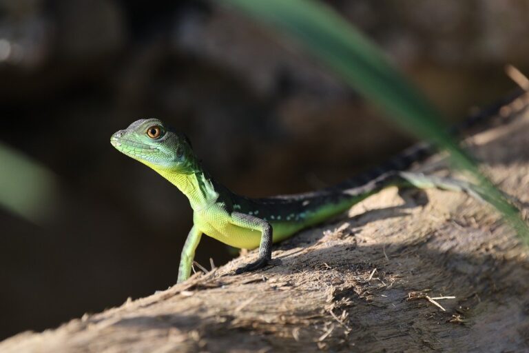 Why Some Lizards Can Regrow Their Tails and Others Can’t – Reptilekingz