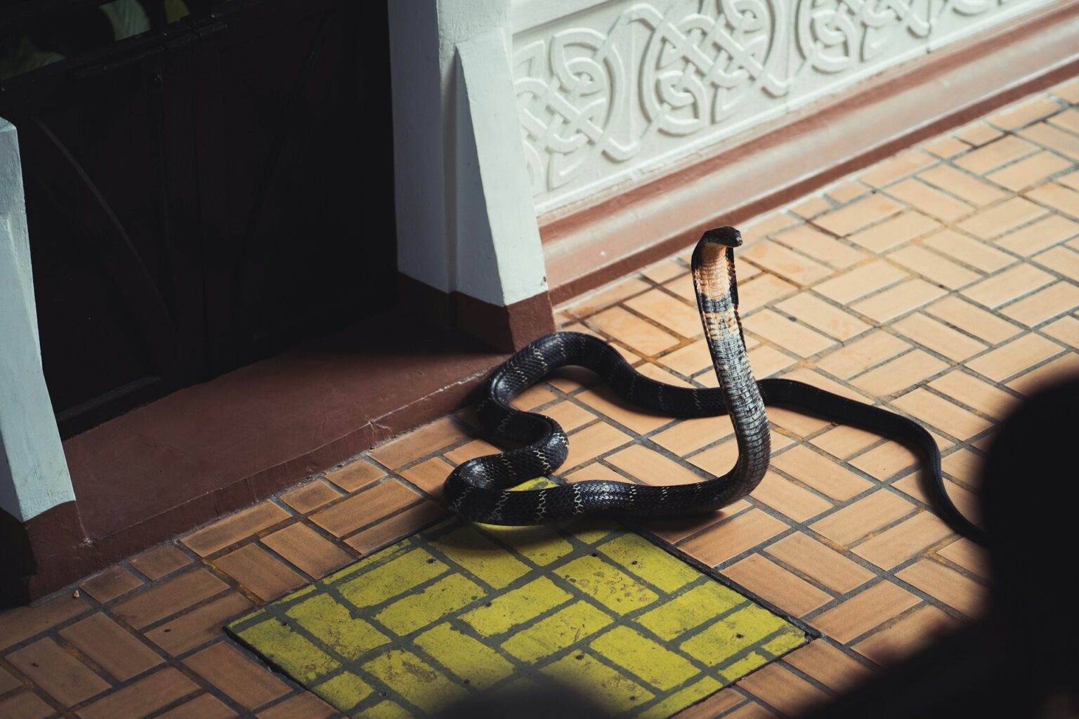 The Evolution of Venom in Snakes How It Has Changed Over Millions of ...
