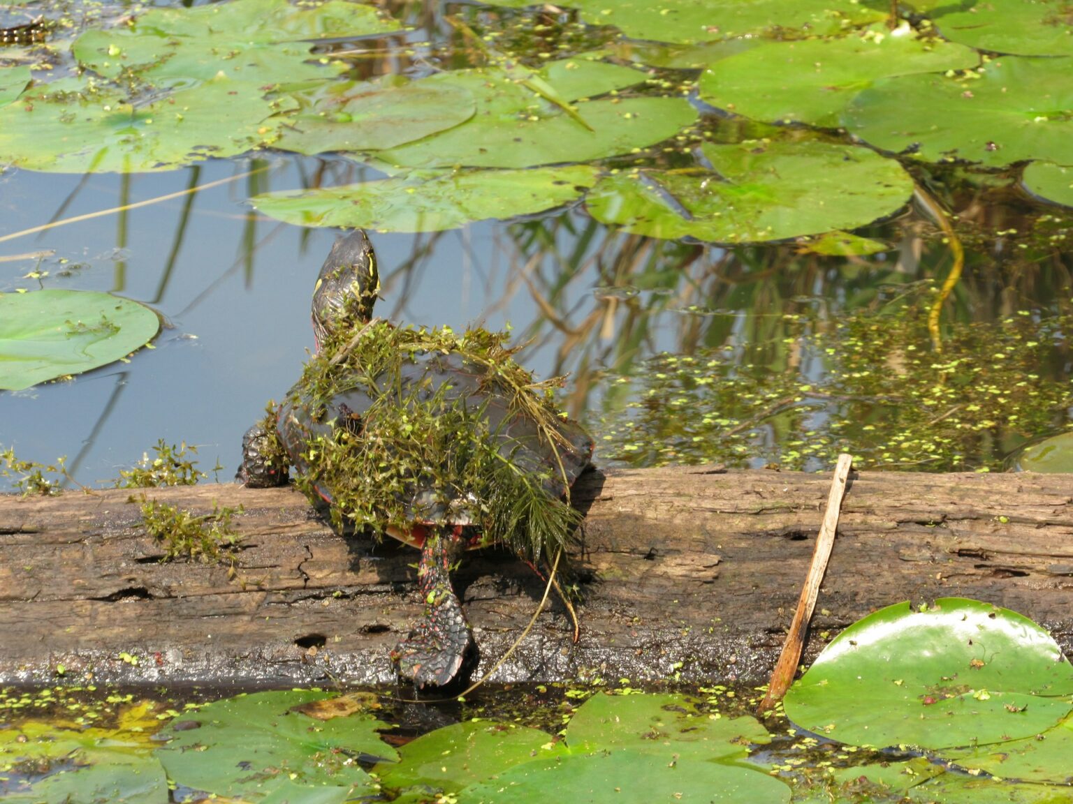 The Role of Turtles in Ecosystems – Why They Matter – Reptilekingz