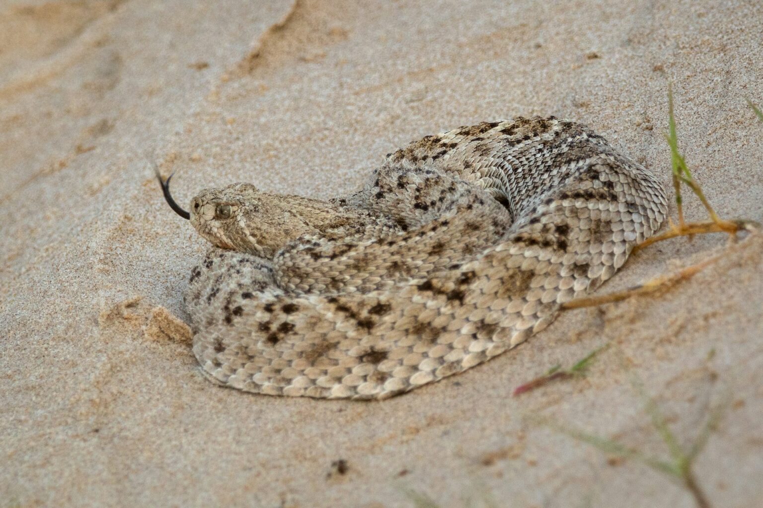 The Non-Venomous Snake That Can Mimic a Rattlesnake – Reptilekingz