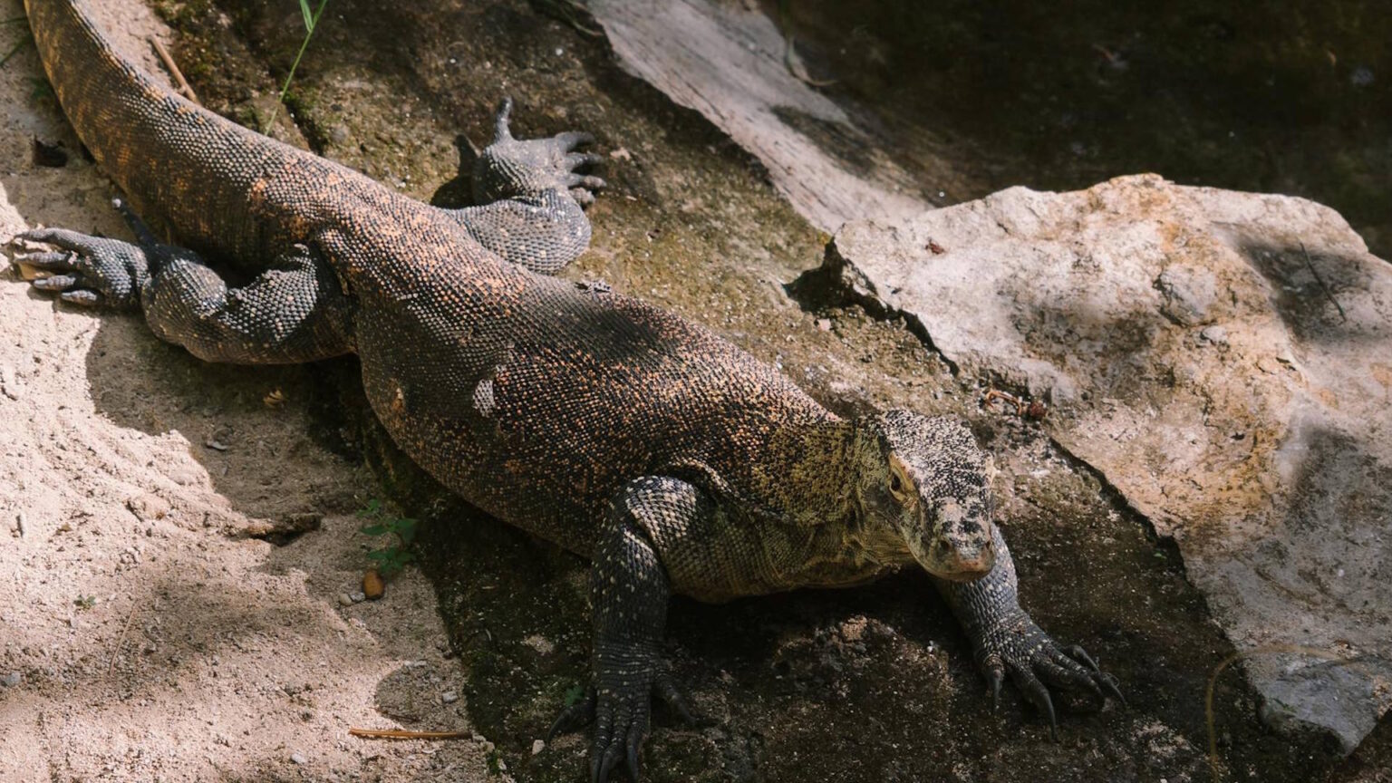 How a Komodo Dragon’s Bite Can Take Down an Animal 10 Times Its Size ...