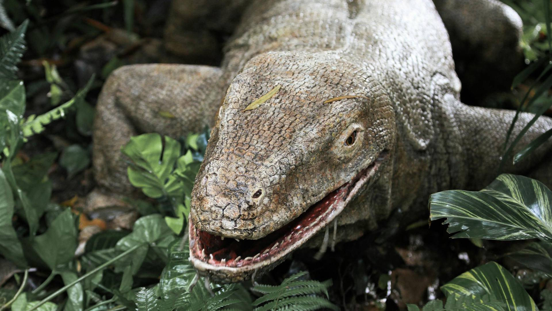 How a Komodo Dragon’s Bite Can Take Down an Animal 10 Times Its Size ...