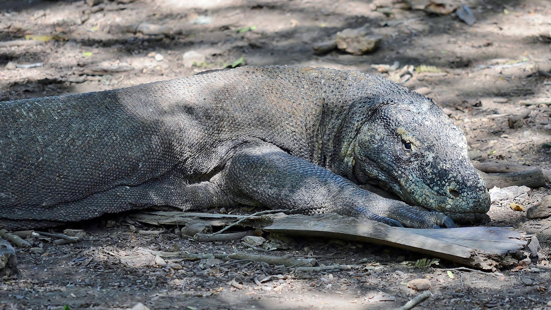 How Komodo Dragons Kill Their Prey – It’s More Than Just a Bite ...