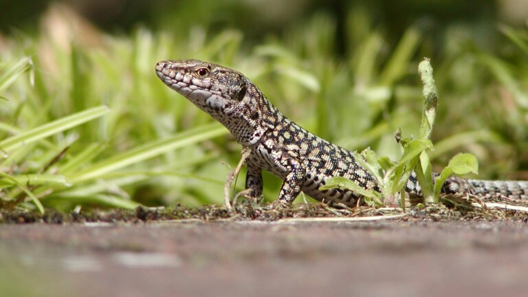 How Lizards Hibernate – The Science of Brumation – Reptilekingz