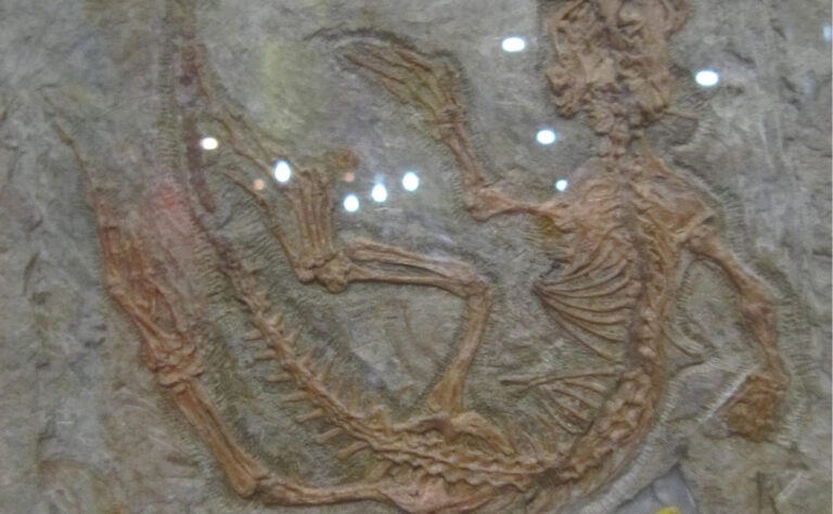 How Lizards Hibernate – The Science of Brumation – Reptilekingz