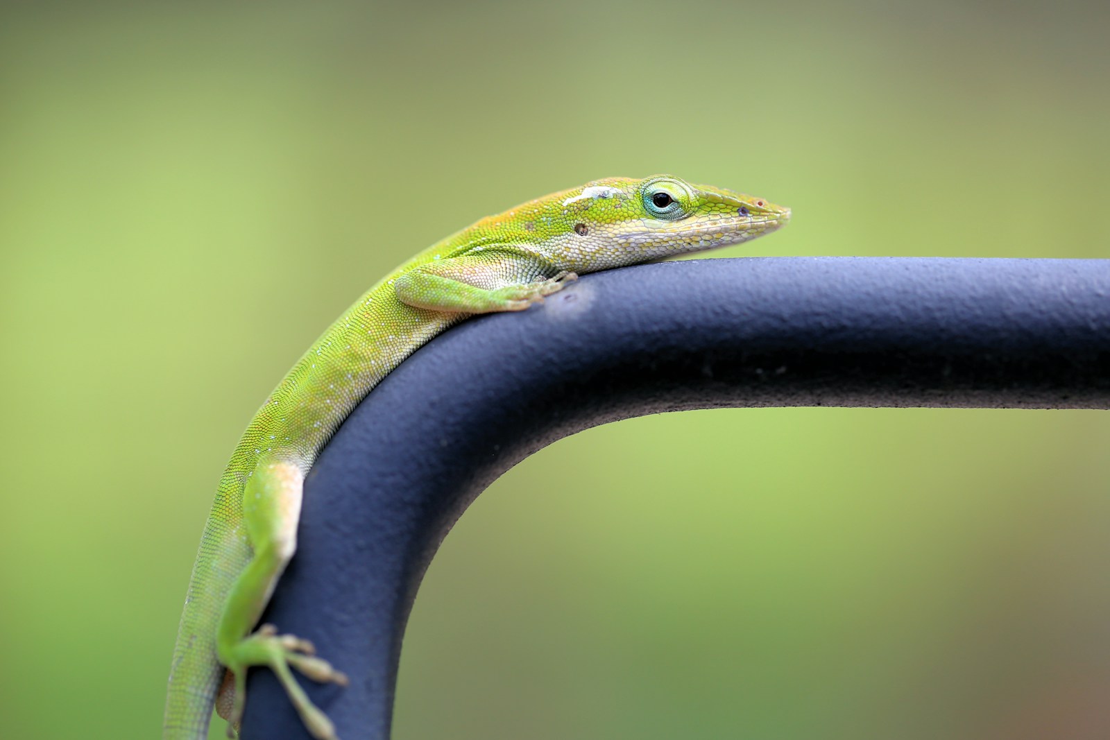 The Most Unique Lizard Nests and Egg-Laying Habits – Reptilekingz