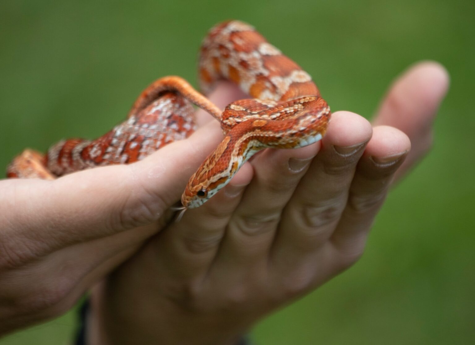 The Evolution of Venom in Snakes How It Has Changed Over Millions of ...