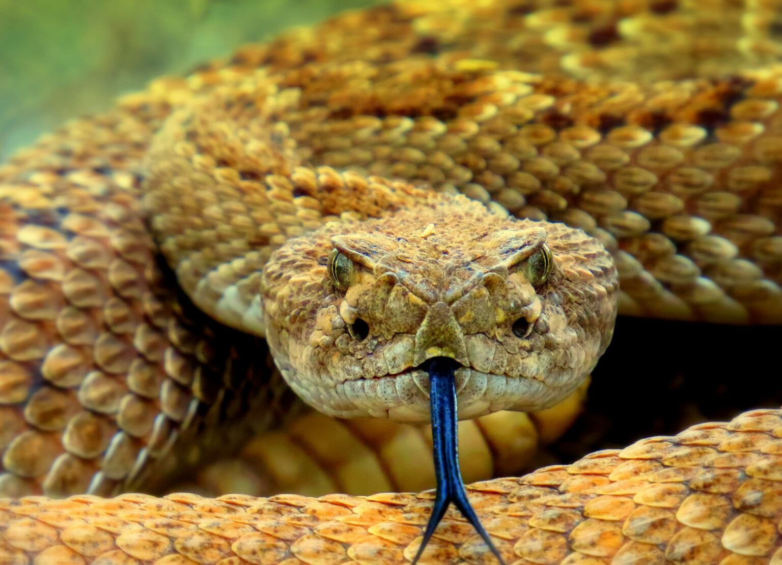 The Most Aggressive Snake Species in the World – Reptilekingz