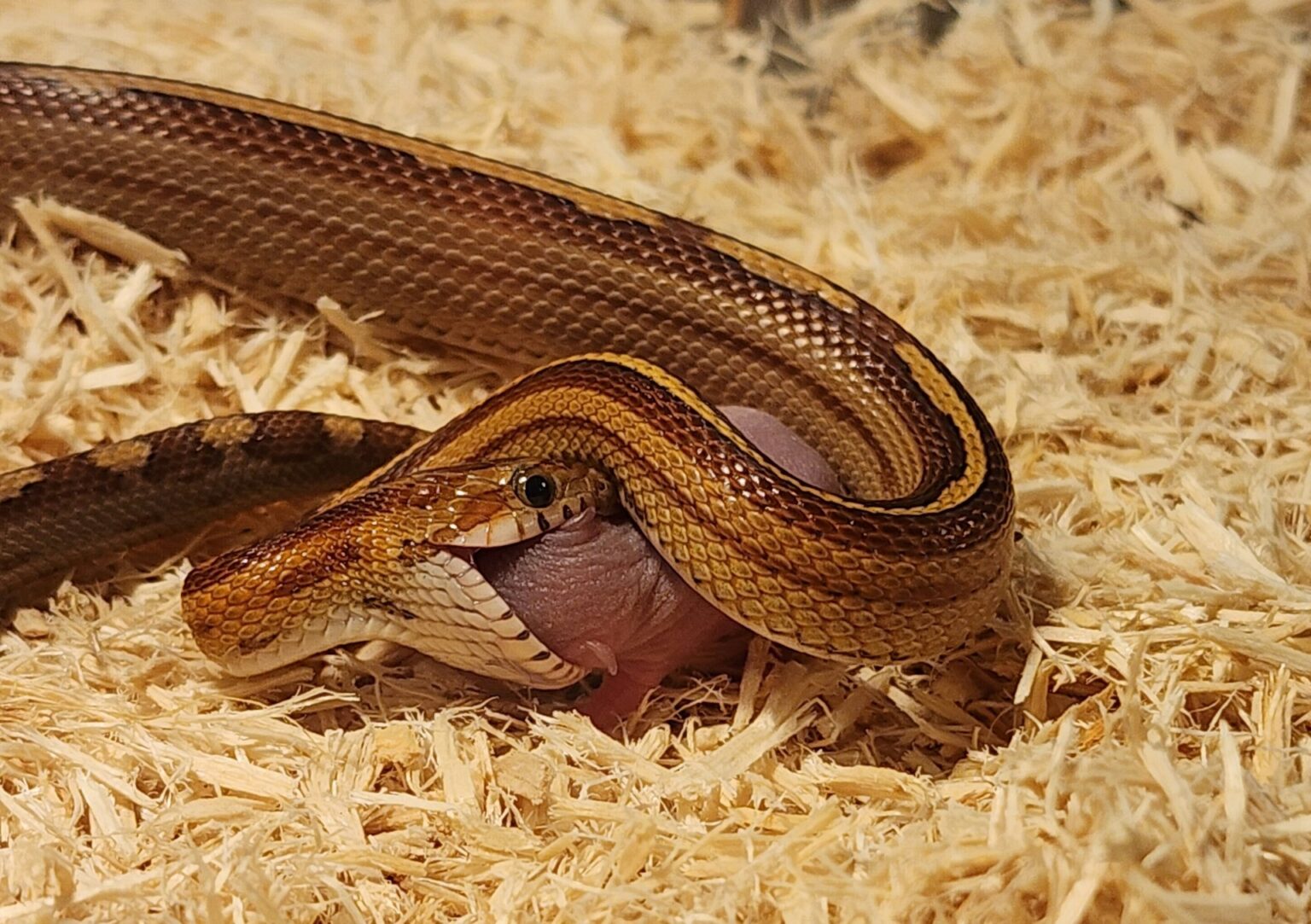 The Evolution of Venom in Snakes How It Has Changed Over Millions of ...