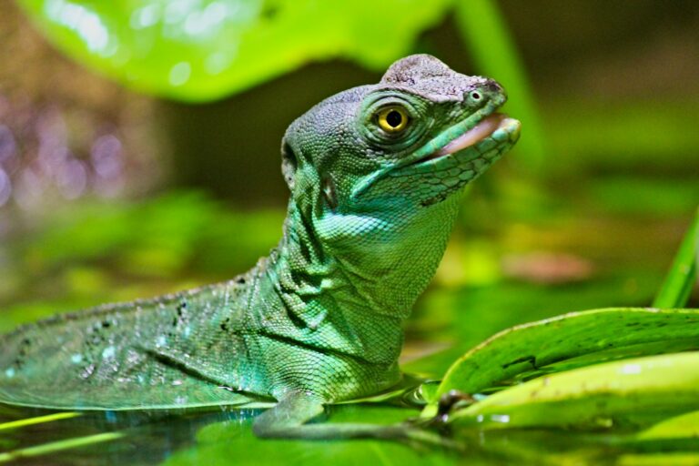 Why Some Lizards Can Regrow Their Tails and Others Can’t – Reptilekingz