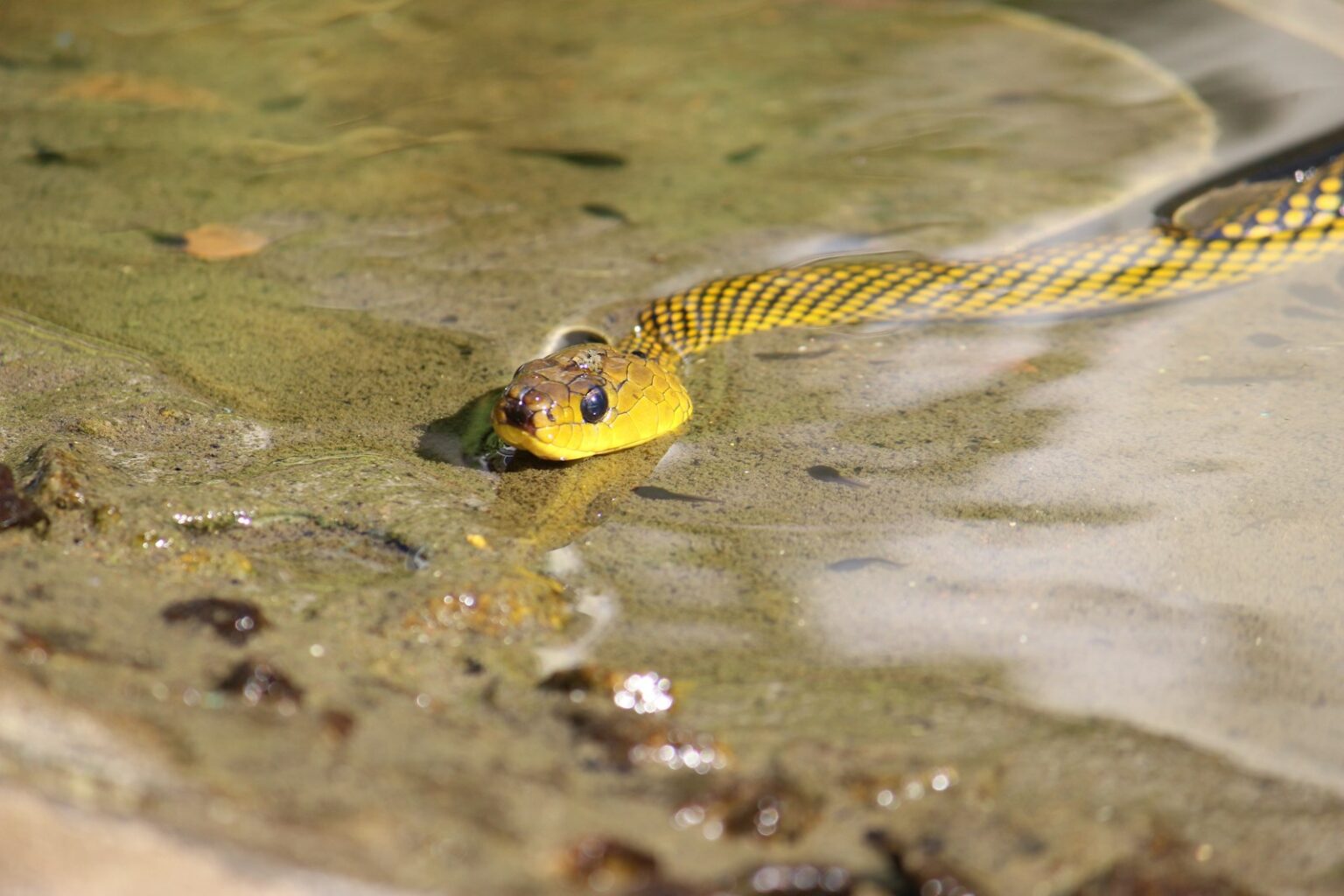 How Venomous Snakes Use Heat-Sensing Pits to Detect Prey – Reptilekingz