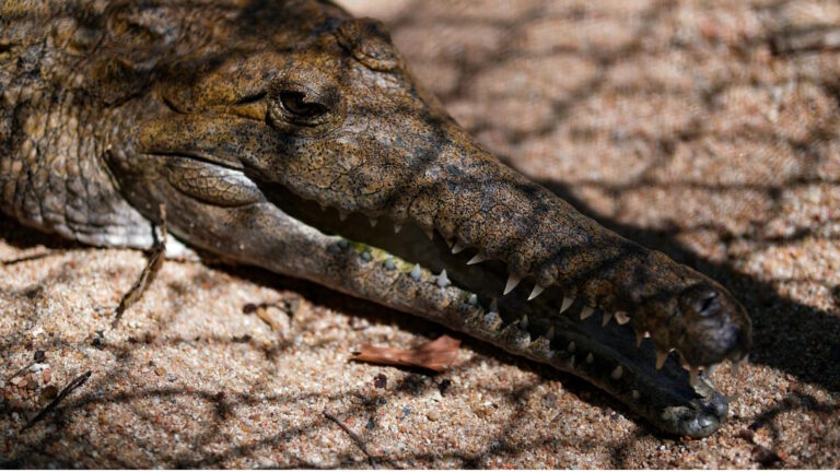 The Most Dangerous Reptiles in the World – Ranked by Lethality ...