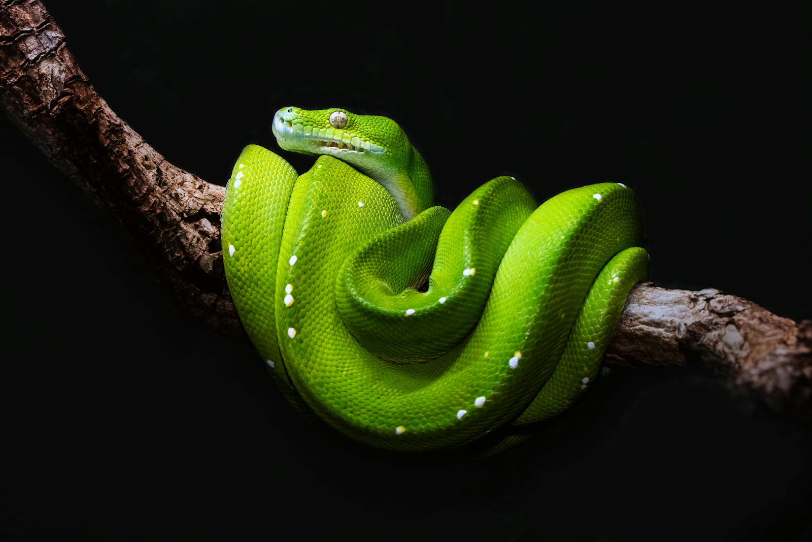 The Friendliest Non-Venomous Snake Species for Pet Owners – Reptilekingz