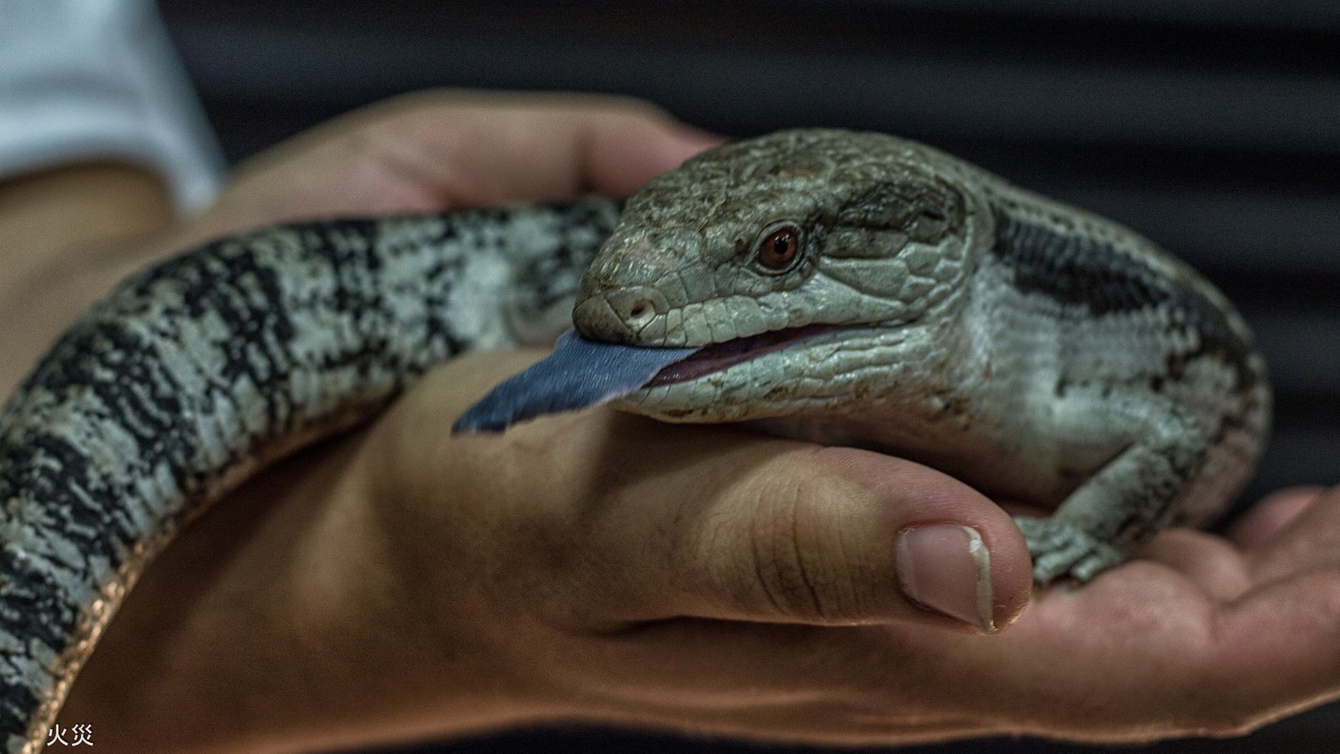 Why Some Lizards Have Blue Tongues – Reptilekingz