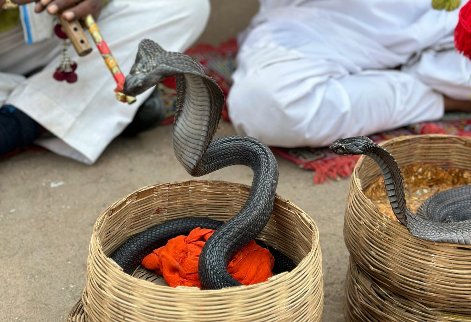 The Lethal Power of the King Cobra – A Snake That Hunts Other Snakes ...