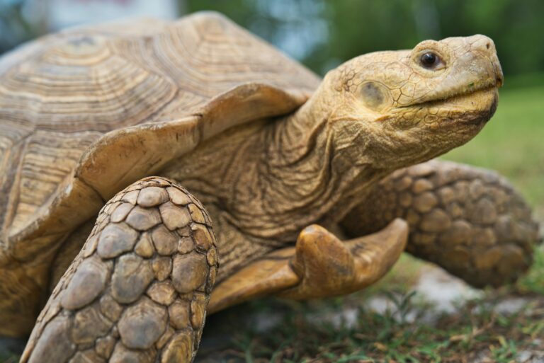 The Oldest Tortoise Ever Lived – A Record-Breaking Lifespan – Reptilekingz