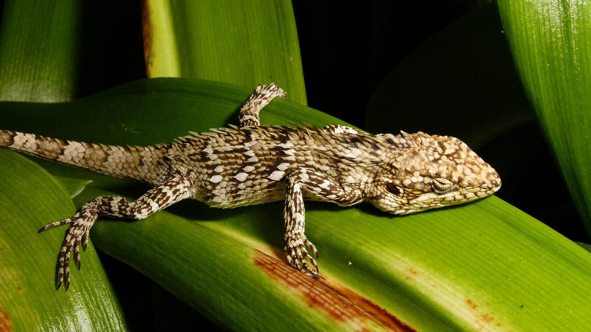 How Lizards Hibernate – The Science of Brumation – Reptilekingz