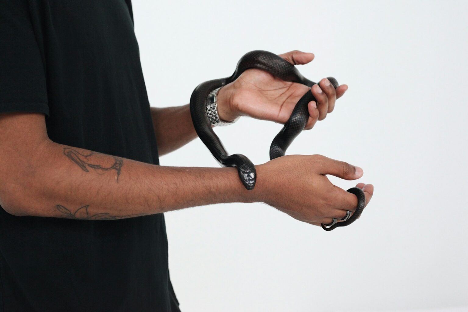 How to Safely Handle Venomous Snakes A Guide for Experts – Reptilekingz