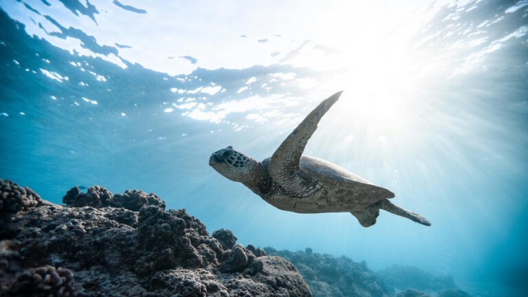 Why Some Turtles Migrate Thousands of Miles Each Year – Reptilekingz