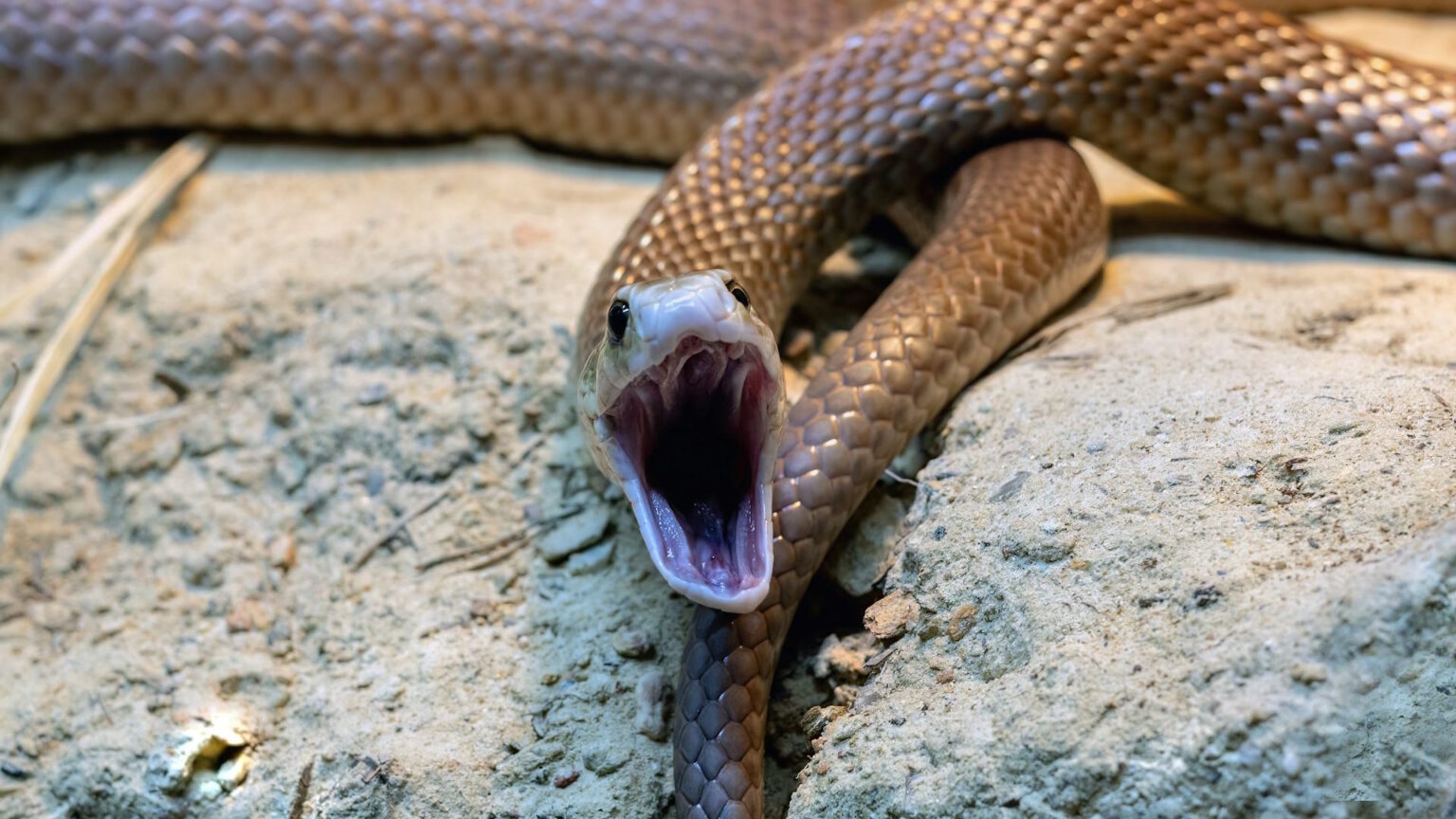 Why Some Venomous Snakes Are More Toxic Than Others – Reptilekingz