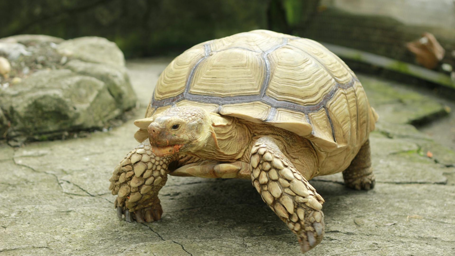 How Tortoises Use Their Strong Legs for Defense – Reptilekingz