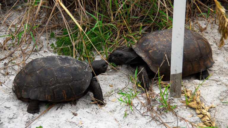 How Tortoises Use Their Strong Legs for Defense – Reptilekingz